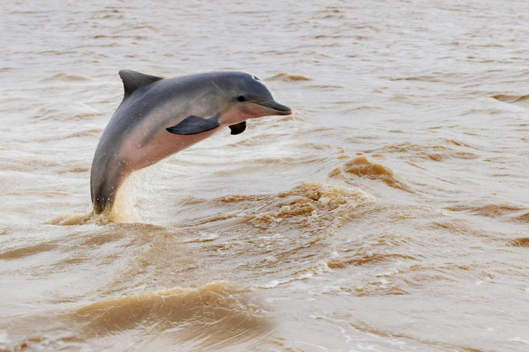 Dolphin defies gravity to 'walk on water' with its tail, stuns viewers ...