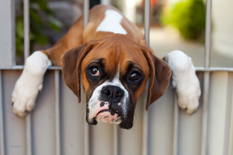 Your Other Pets May Not Be Safe with These 15 Dog Breeds