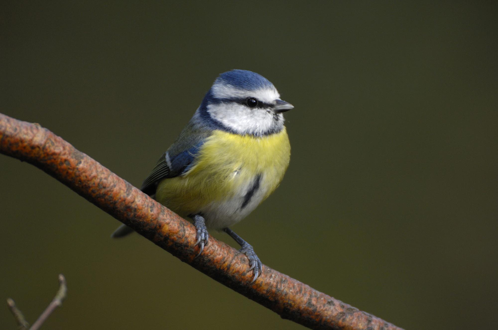 RSPB: The first signs of spring - blooms, bees, and birds