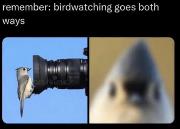 38 Funny Birdwatcher Memes For The Hawk Gawkers And Peep Peepers