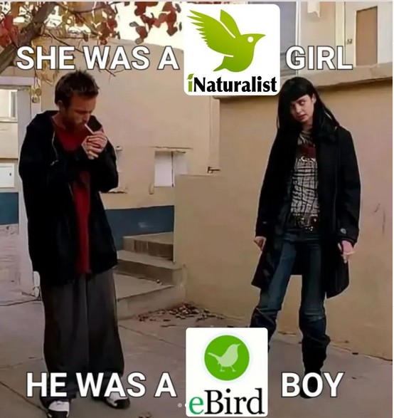 38 Funny Birdwatcher Memes For The Hawk Gawkers And Peep Peepers