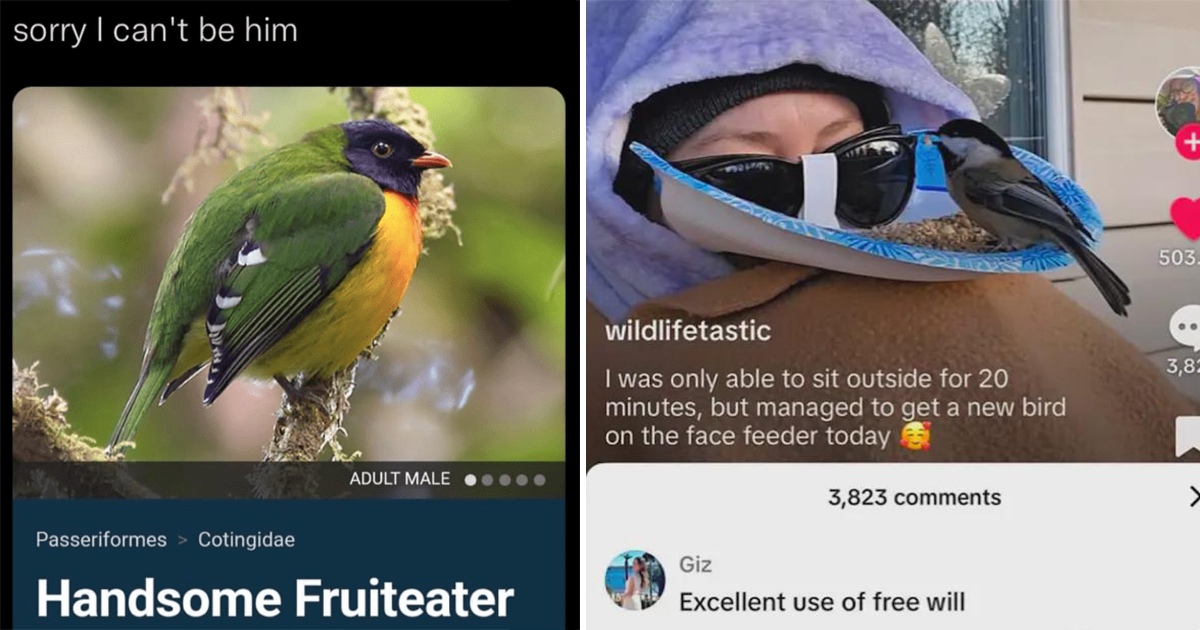 38 Funny Birdwatcher Memes For The Hawk Gawkers And Peep Peepers