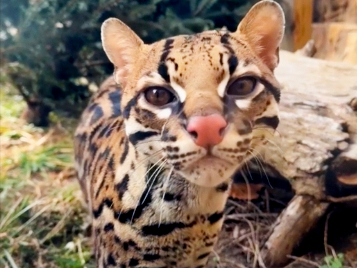 Rio, New Ocelot, Arrives At Elmwood Park Zoo