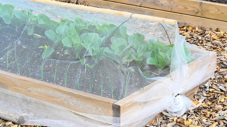 14 Ways To Use Row Covers For A Healthier Garden