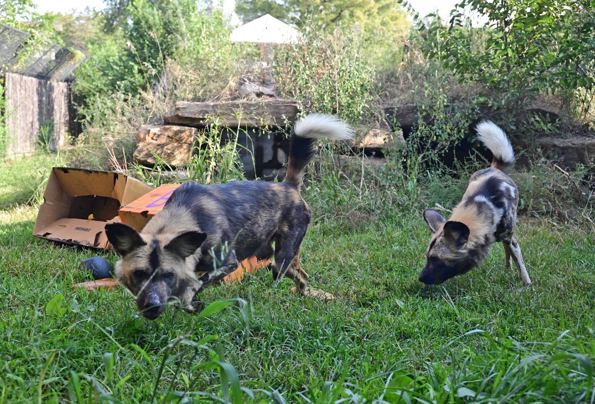 African Painted Dogs set to leave Topeka Zoo in March