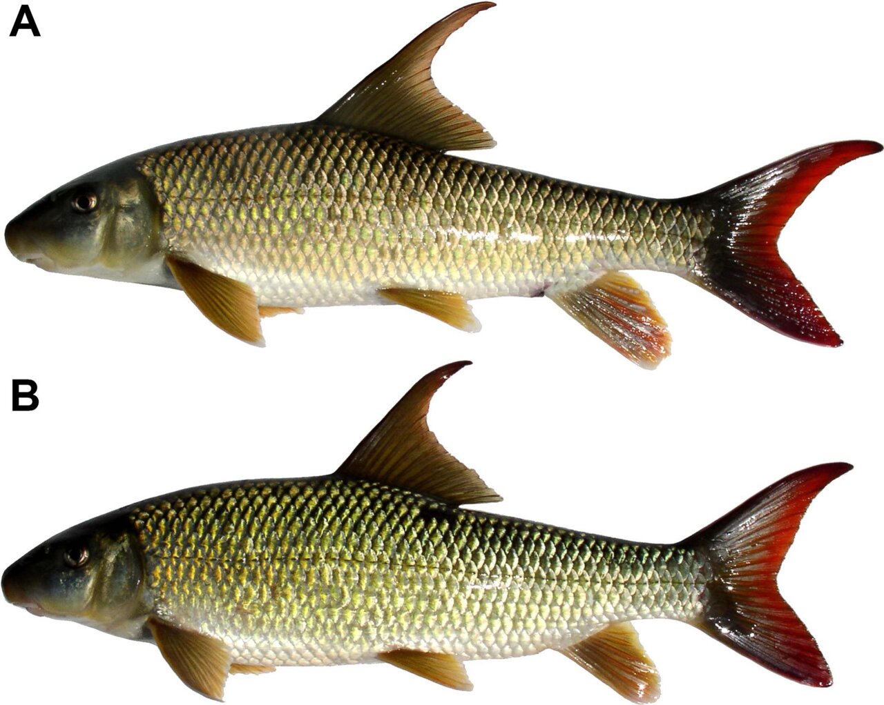 Researcher names newly discovered fish species, honoring Cherokee ...