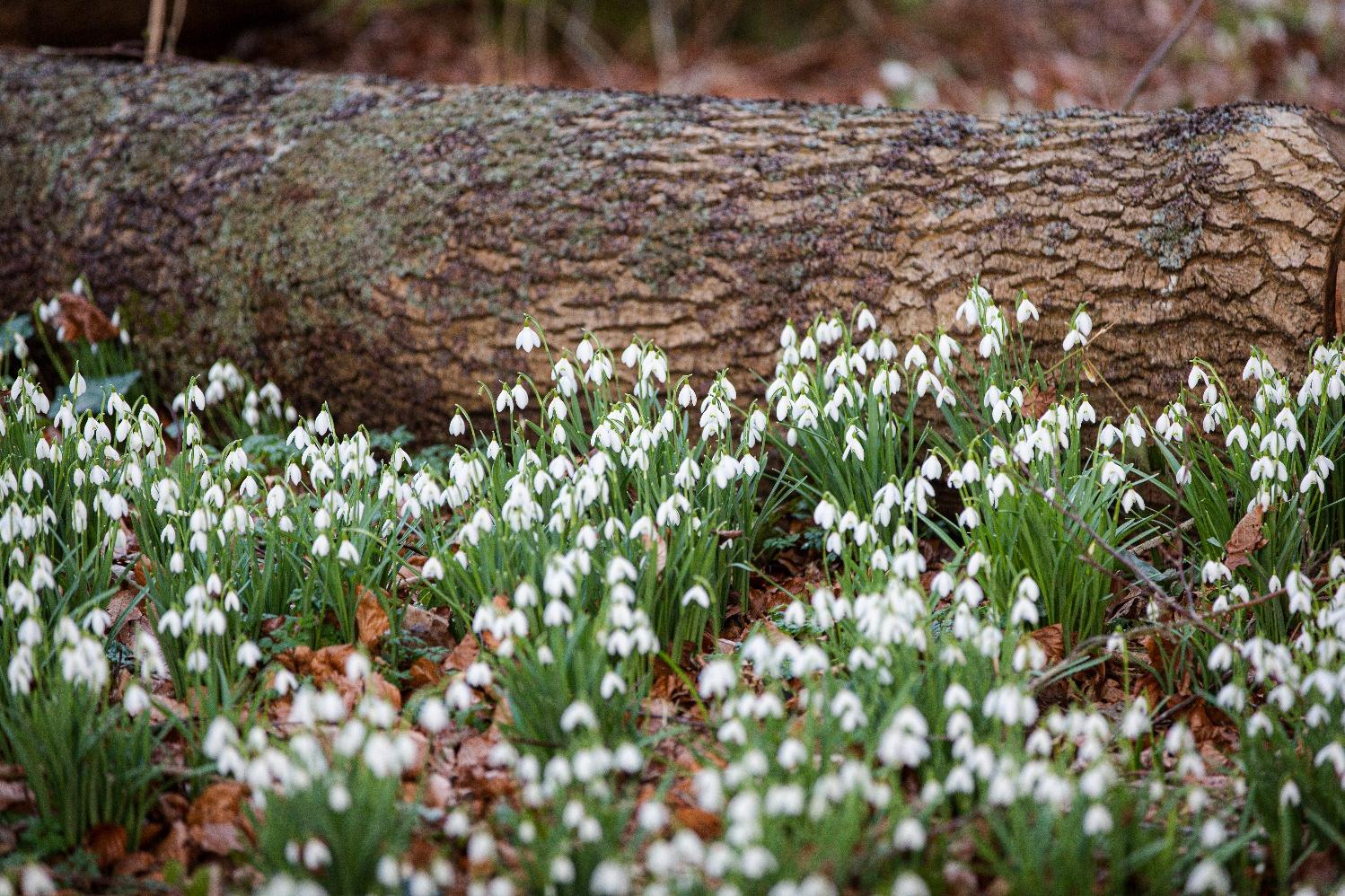 Final planting at half term to make it one million snowdrops at ...