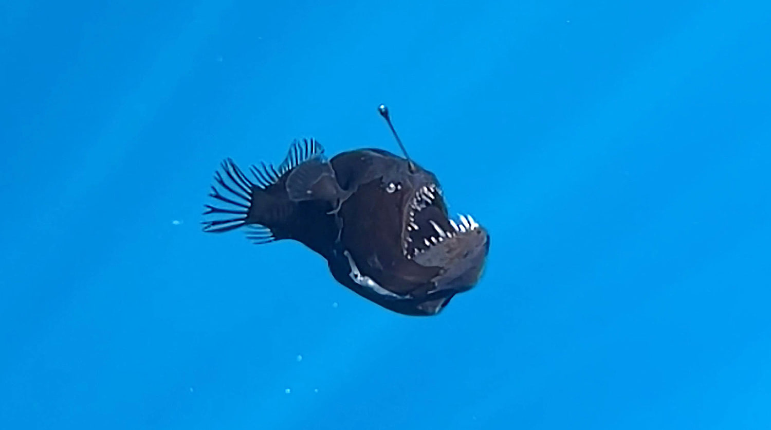 Anglerfish — or folk hero? Why this 6-inch deep-sea fish won over the ...