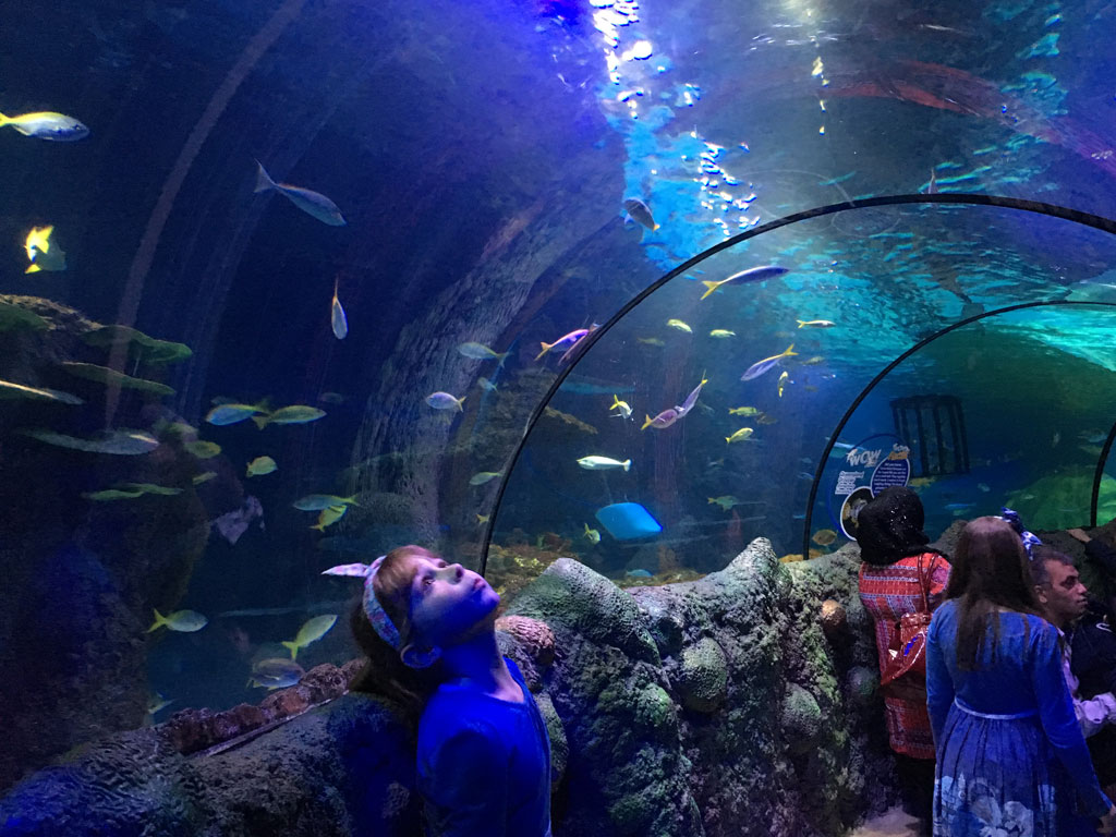 Sea Life Manchester "not for sale" as owner Merlin Entertainments seeks ...