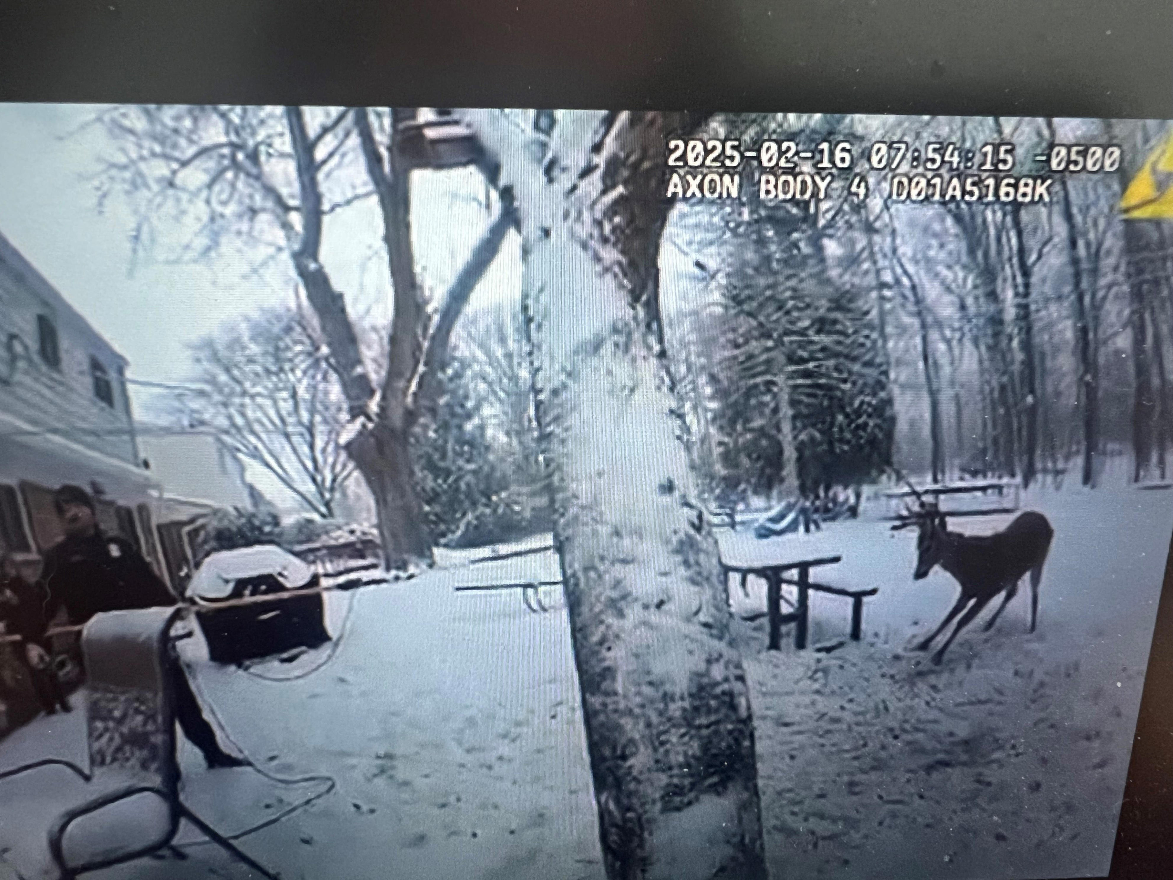 Michigan police officers save tangled deer. See the video of the rescue