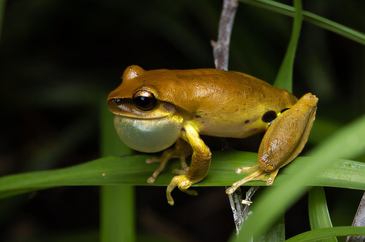 Newly discovered Australian frogs highlight dire limits of climate ...