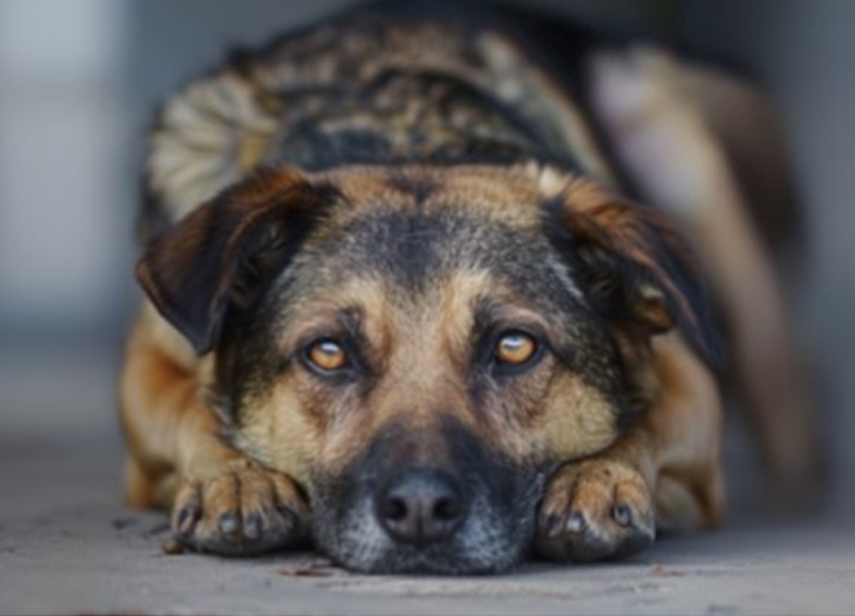 Neonato morso dal cane di famiglia alla testa: è in codice rosso all ...