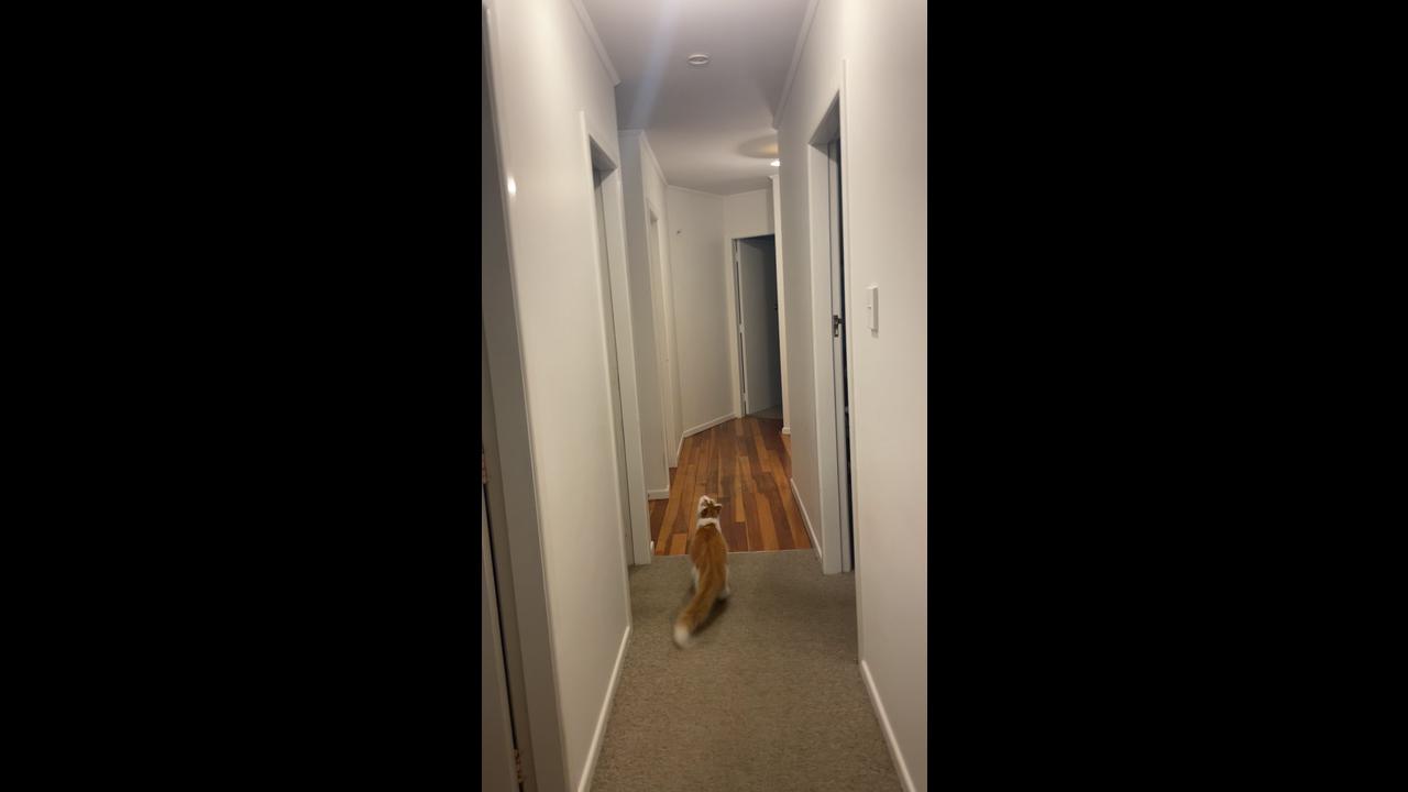 Cat Hunts For Cicada Flying Indoors