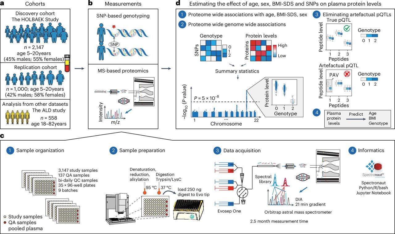 How genetics shape blood proteins during development from childhood to ...