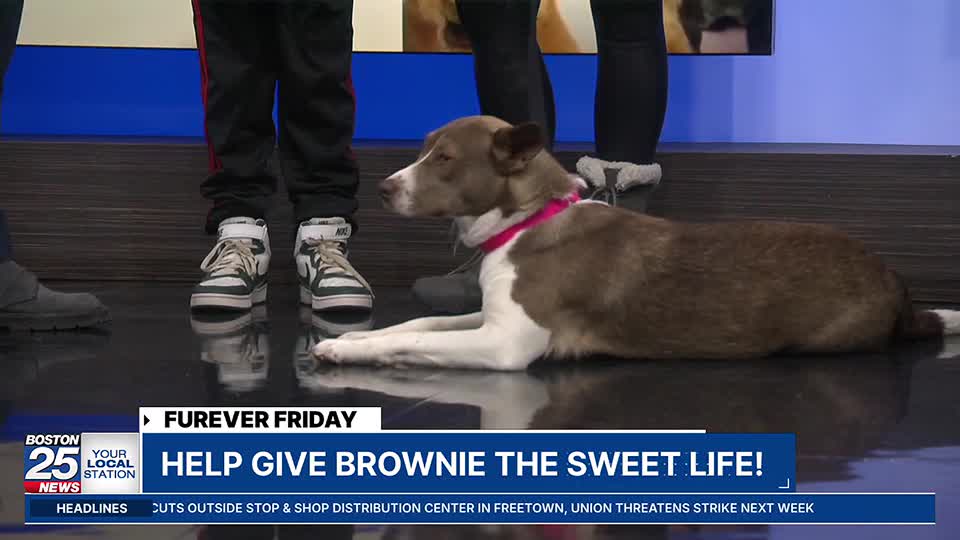 Furever Friday: Brownie looking for her forever home