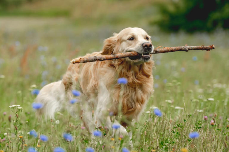 Golden Retriever's Determination to Bring Home Large Stick Makes Him ...