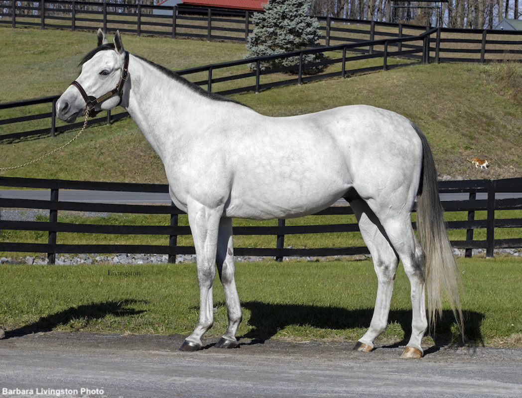 Free Stud Fees Offered For New York Stallion Venezuelan Hug