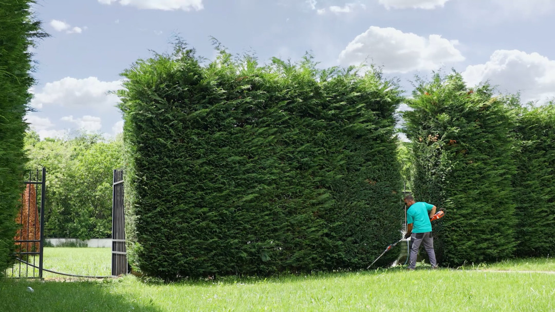 Effortless Tree Trimming, Cleanup Success