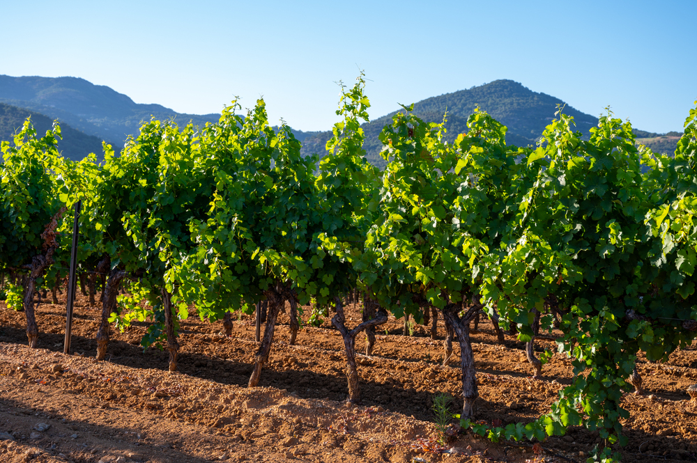 25 unique wine-tasting destinations in unlikely places
