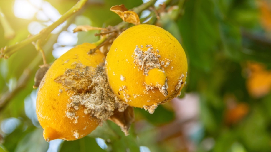 7 Lemon Tree Diseases: Causes and Cures
