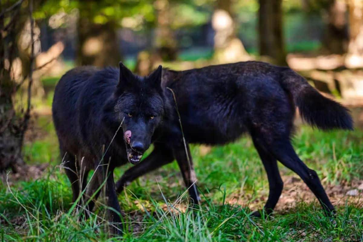 Black Wolves Spotted in Europe—They Shouldn’t Be There!