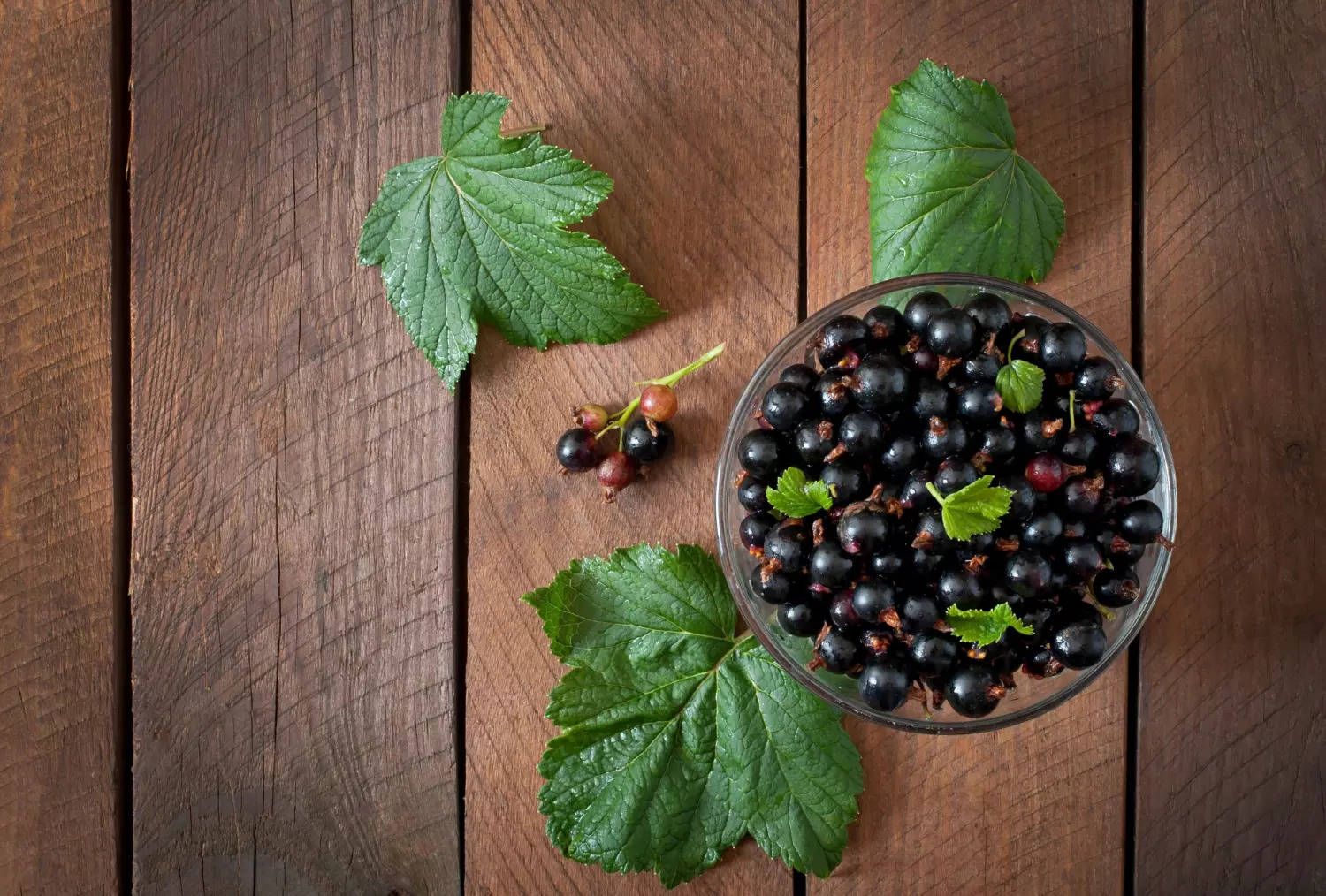 How To Grow Blackcurrants In Recycled Containers: A Simple Eco-Friendly ...
