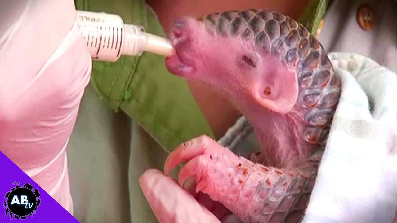 5 Critically Endangered Animals - 5 Weird Animal Facts