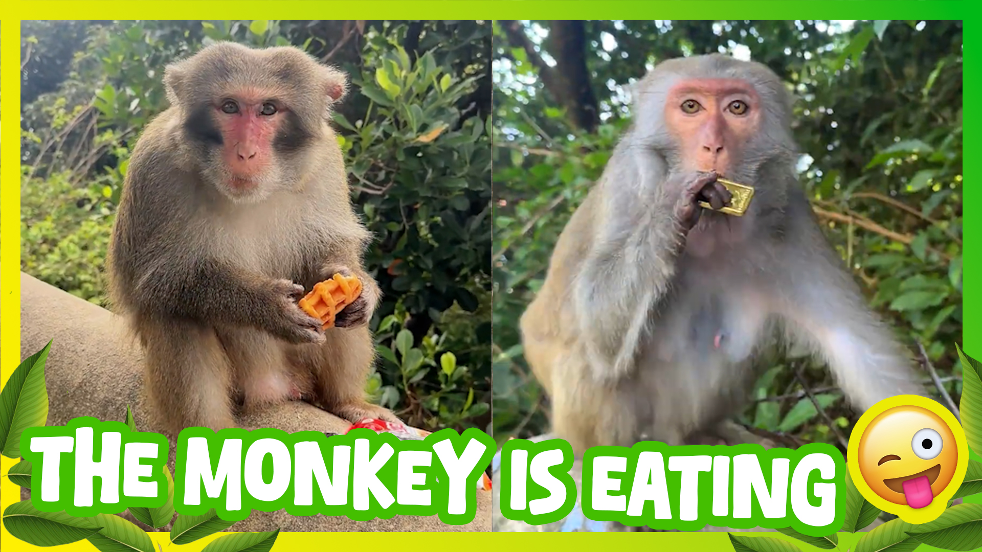 Hungry Monkey Eating: Cute and Funny Monkey Mealtime Moments! 🐒🍌