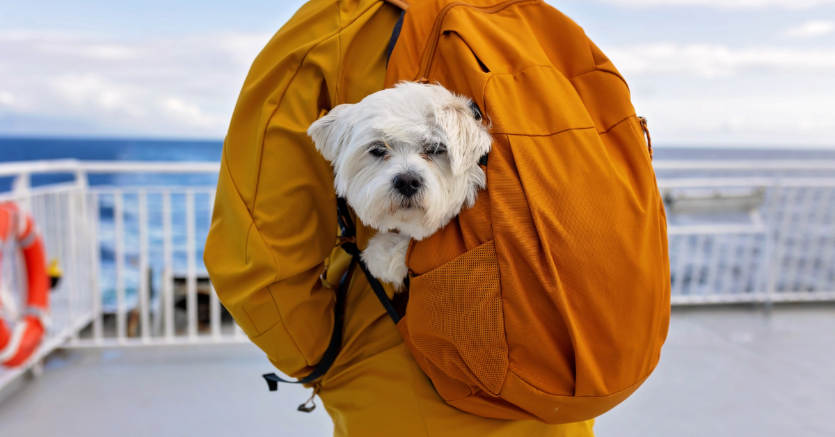 14 Ways To Get Your Dog on a Cruise Without Breaking Any Rules