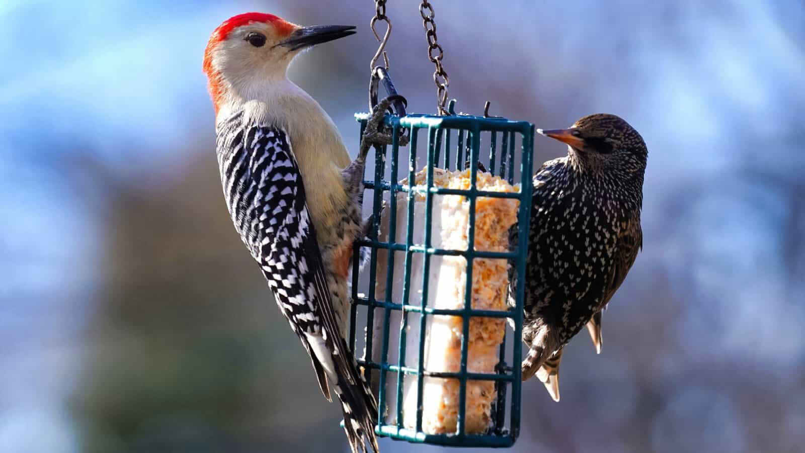 The Ultimate Guide To Attracting Your Favorite Birds The Ultimate Guide To Attracting Your Favorite Birds