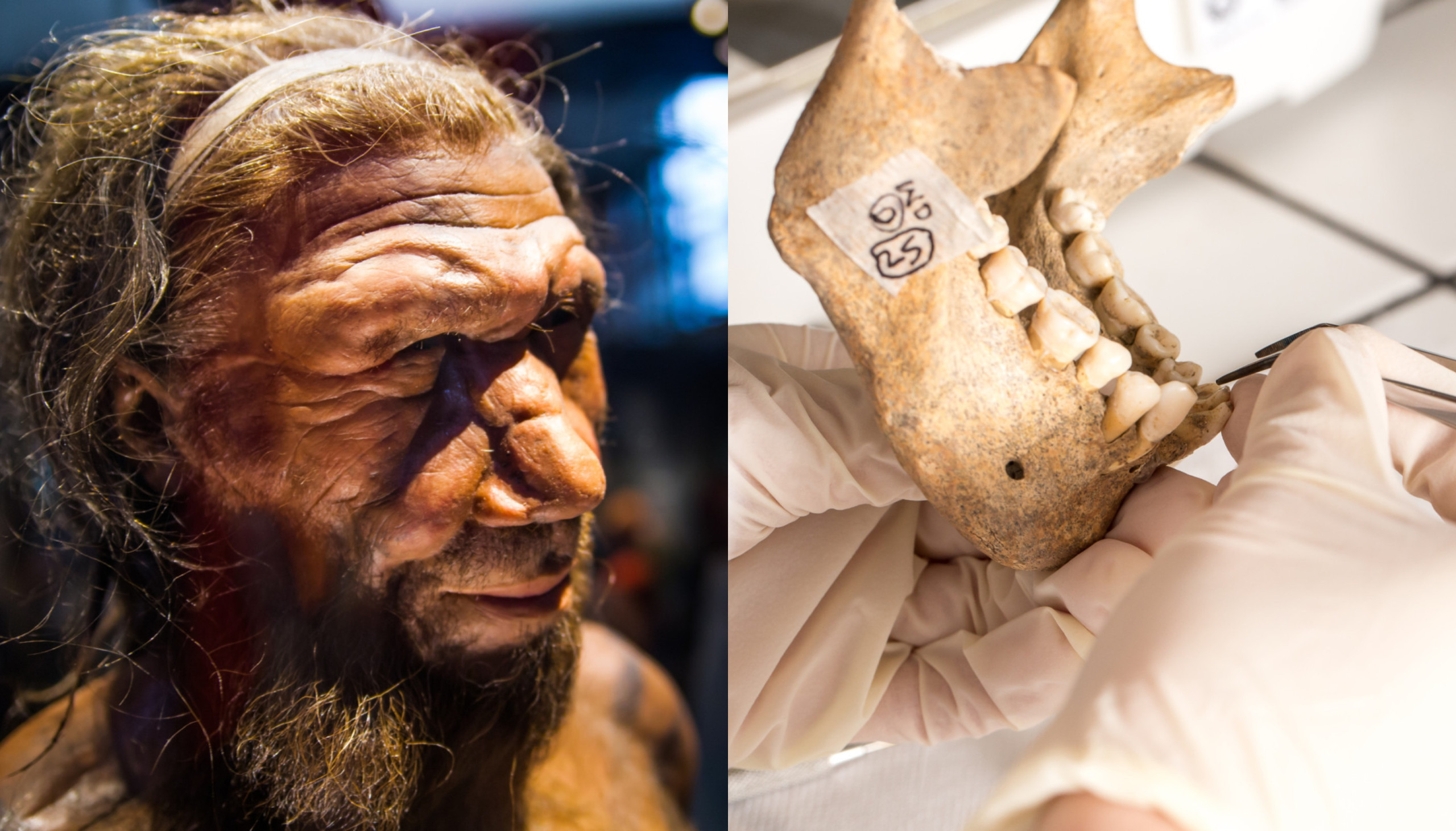 Que révèle l'ADN des premiers colons européens