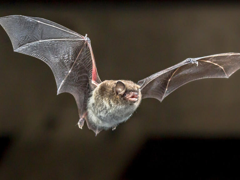 Naukowcy wykryli nowego wirusa u nietoperzy. Atakuje ludzi jak COVID-19