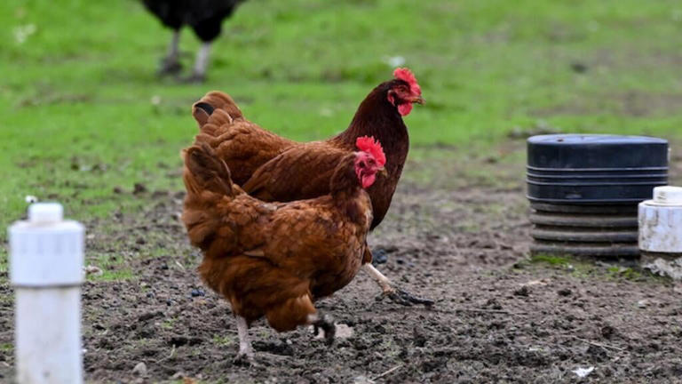 Minnesota bird flu, wolf tracking programs clouded in uncertainty amid ...