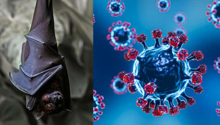 New Covid Variant To Hit Again? Bat Coronavirus Mutation Discovered In ...