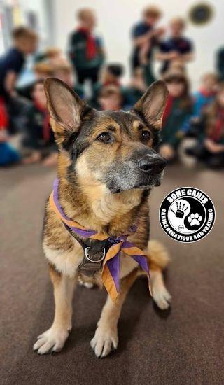 Bear the German Shepherd helps cub scouts in West Sussex