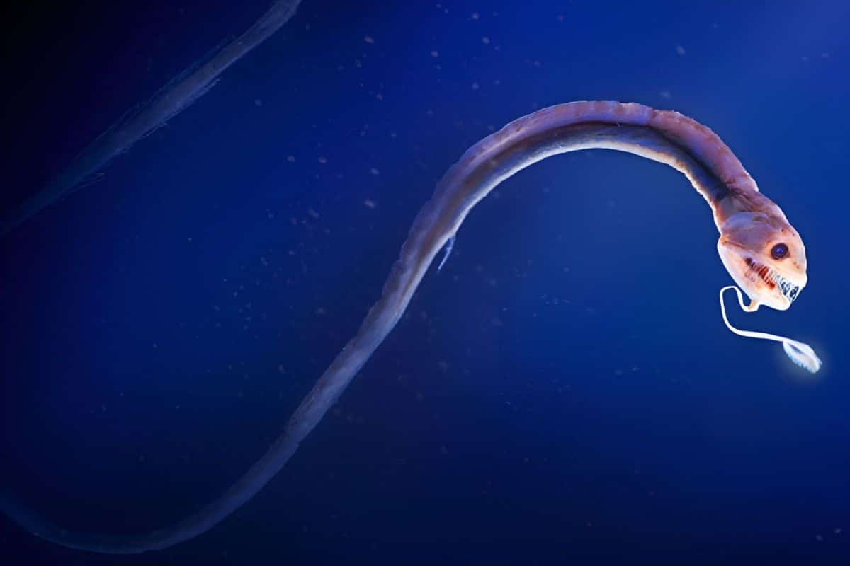 Deep-sea Mission Aims To Uncover Rare Aussie Sharks And Fish