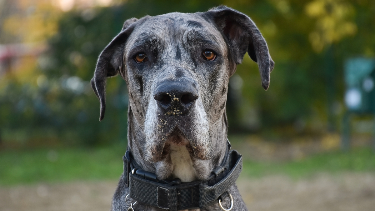This 'invisible' front door hilariously stumps this Great Dane