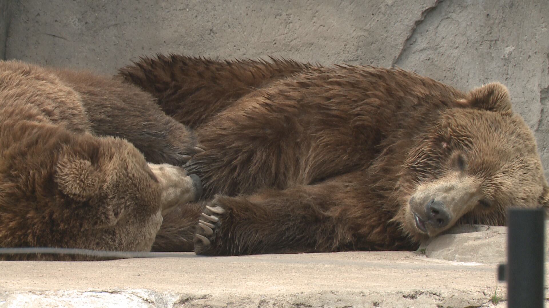 Wildwood Zoo in Marshfield to celebrate birthdays of Kodiak bears on ...