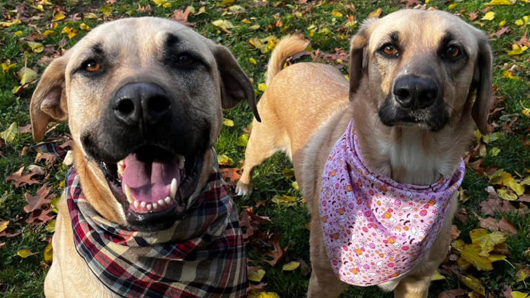 Bonded dogs find new home after tragedy