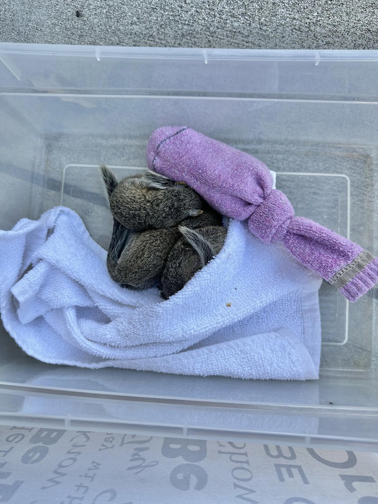 Women See 'Giant Mice' In Parking Spot — Then Realize They're Orphaned ...