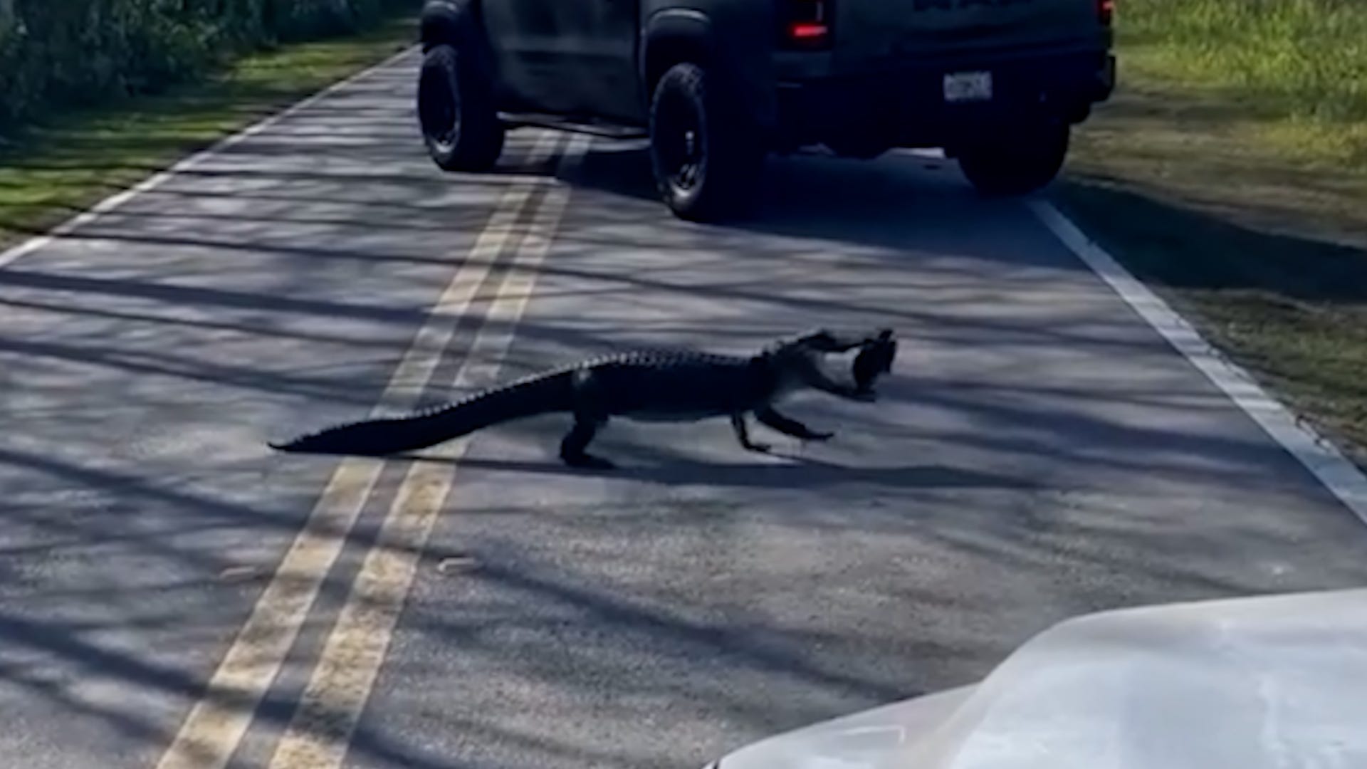 Why did the alligator cross the road? Watch gator stop traffic to ...