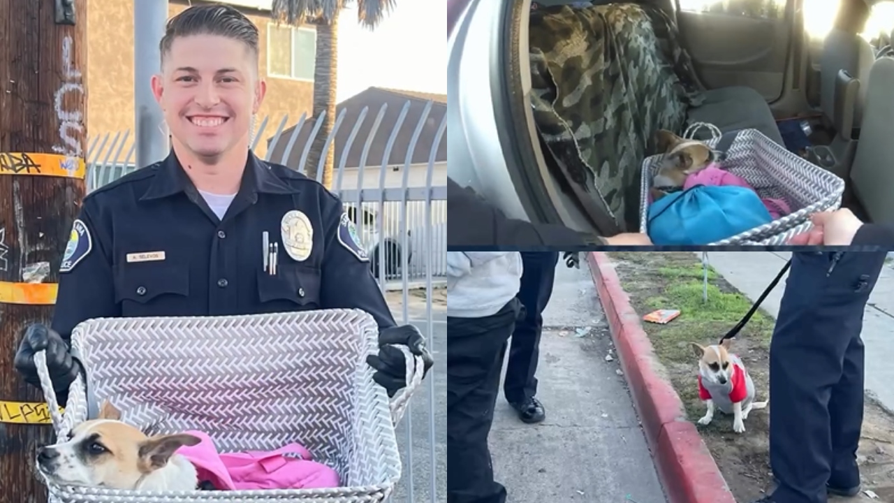 Recuperan a perro robado en California: arrestan al sospechoso