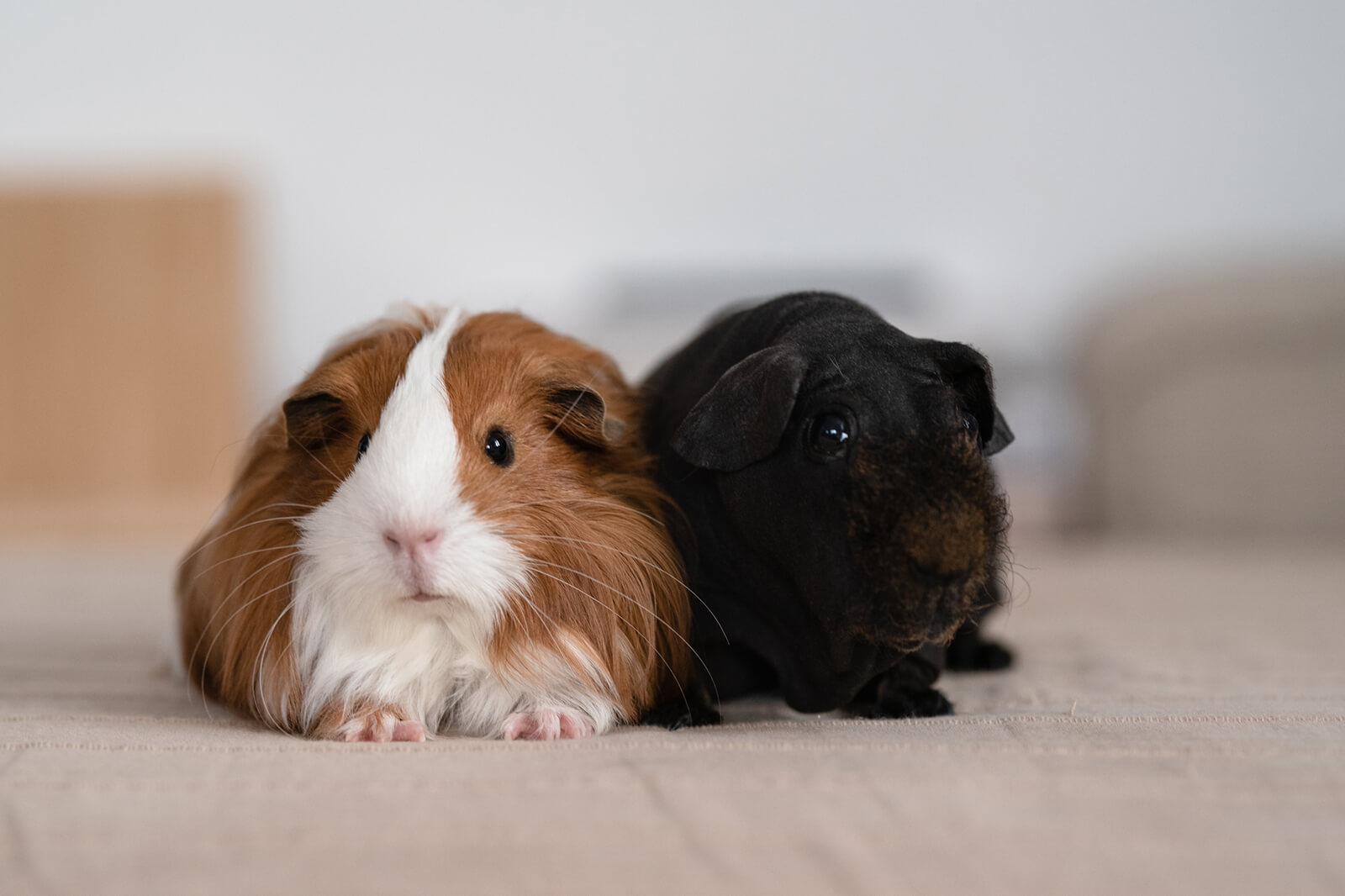 250 Creative Pair Names for Pet Duos