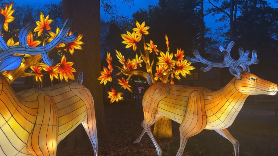 ‘Glow’ wild at the Erie Zoo’s Chinese lantern festival this spring