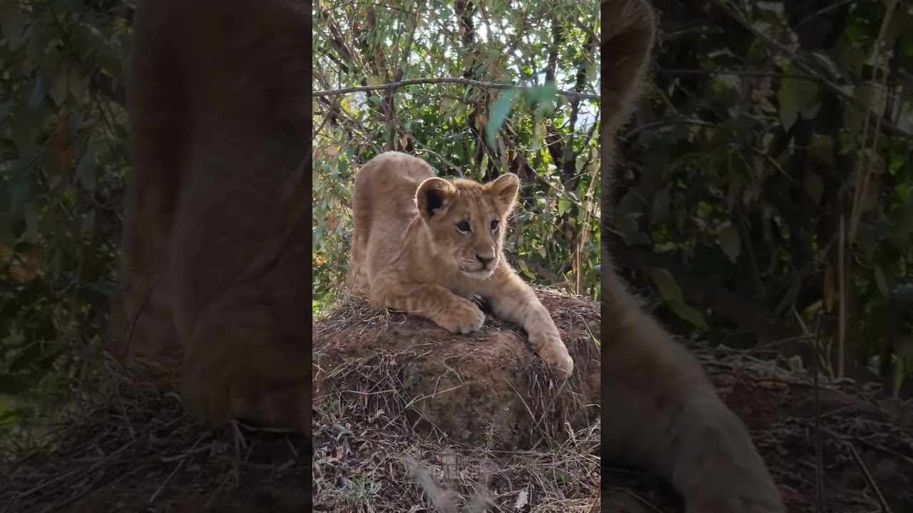 Unbelievable Cubbie Cuteness Will Melt Your Heart