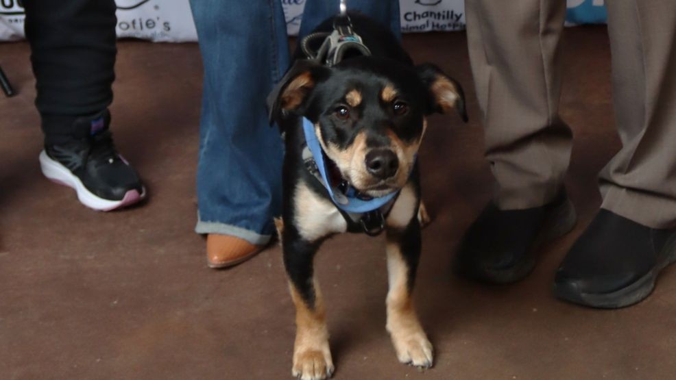 Pet mayor Charlie gets Chantilly's key to the city in heartwarming ceremony