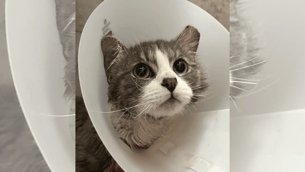 Local pet rescue seeks support for cat victim of botched declaw surgery
