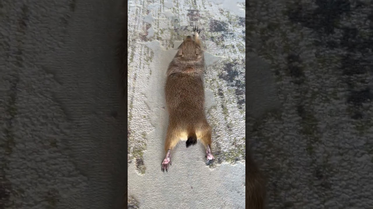 Prairie dog chooses exercise over eating parsley