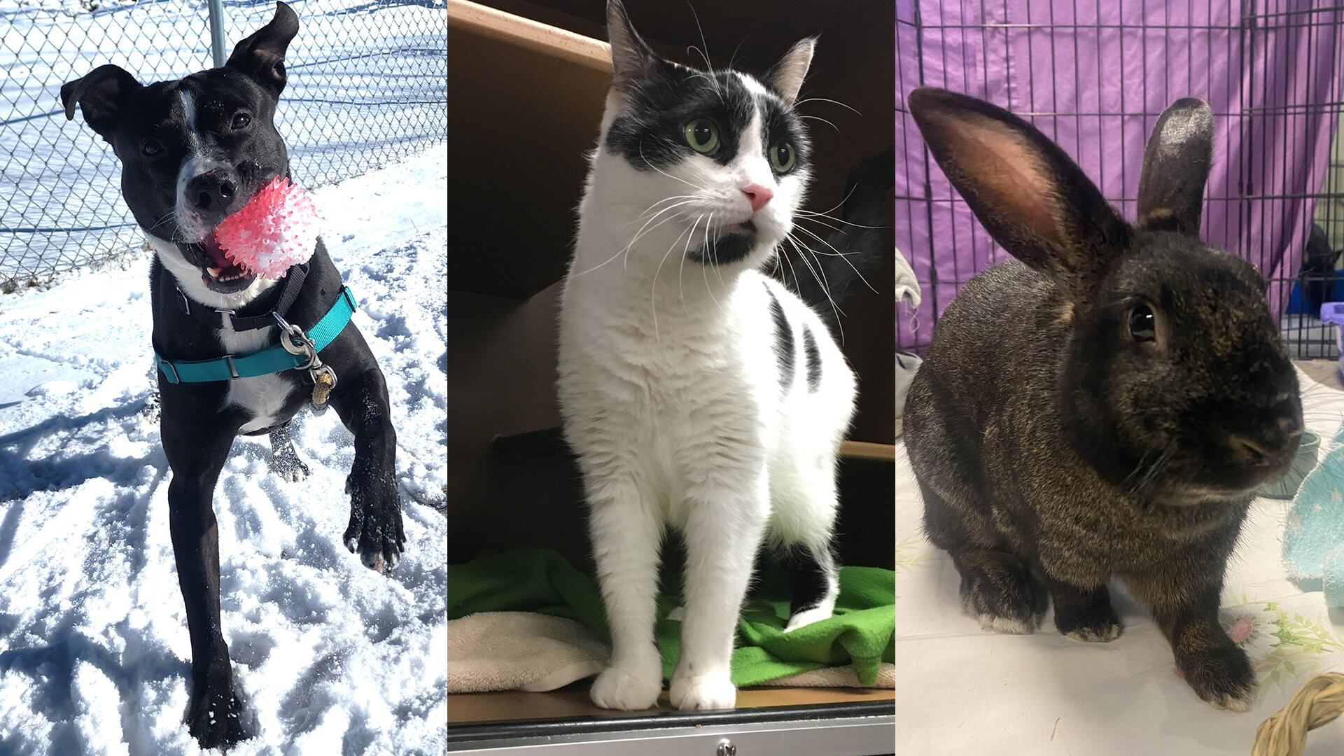 Pets with Potential: Titan, Kit Kat and Bugs Bunny