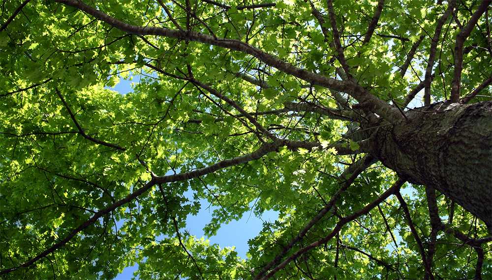 Seasonal allergy update for the Piemdont Triad, higher pollen counts